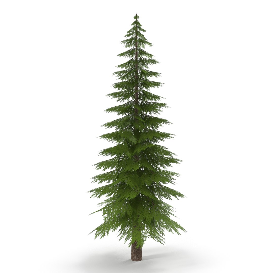 Canadian Spruce Tree Grean V1 Model - TurboSquid 2303245