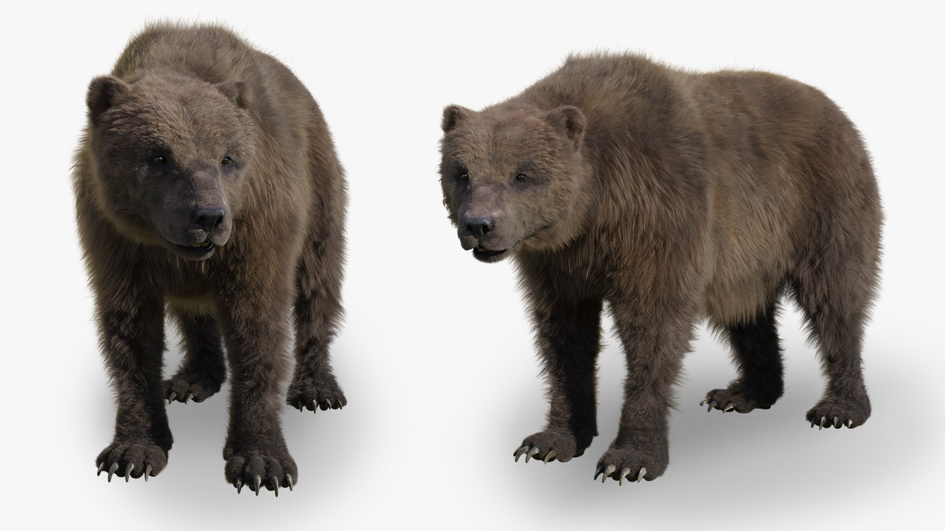 Brown Bear 3D Blender 3D Model - TurboSquid 2250647