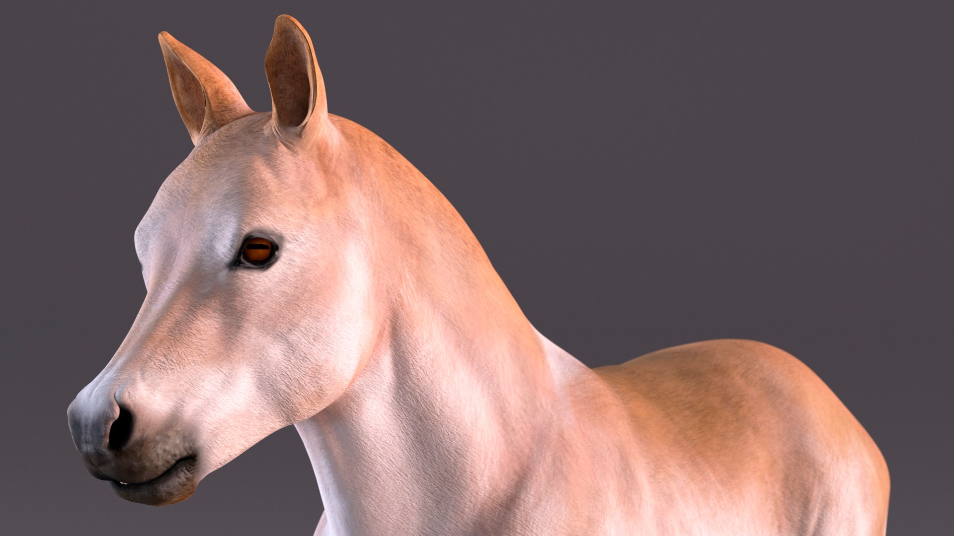 3D Realistic Shetland Pony Rigged Model - TurboSquid 2240514