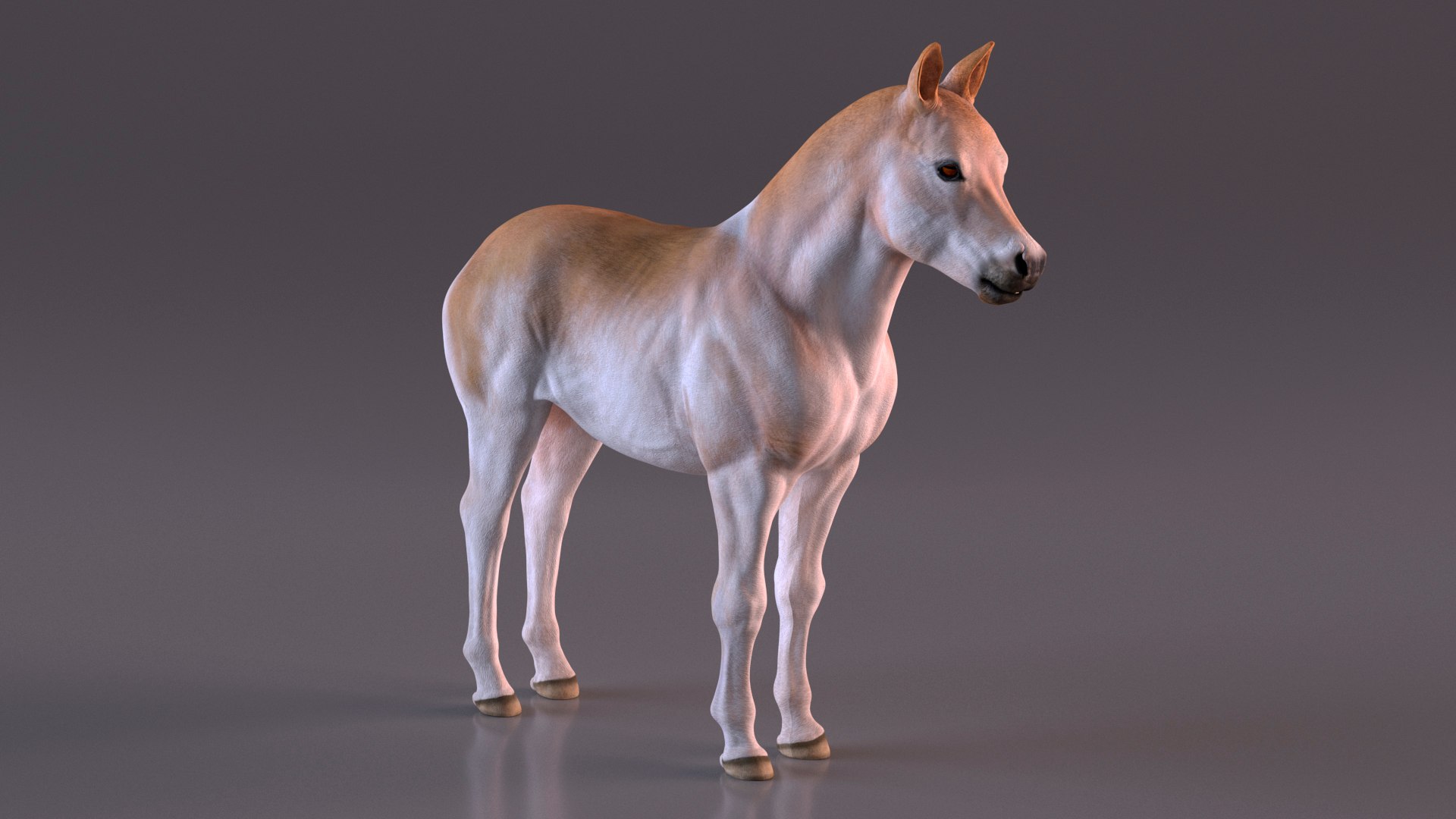 3D Realistic Shetland Pony Rigged Model - TurboSquid 2240514