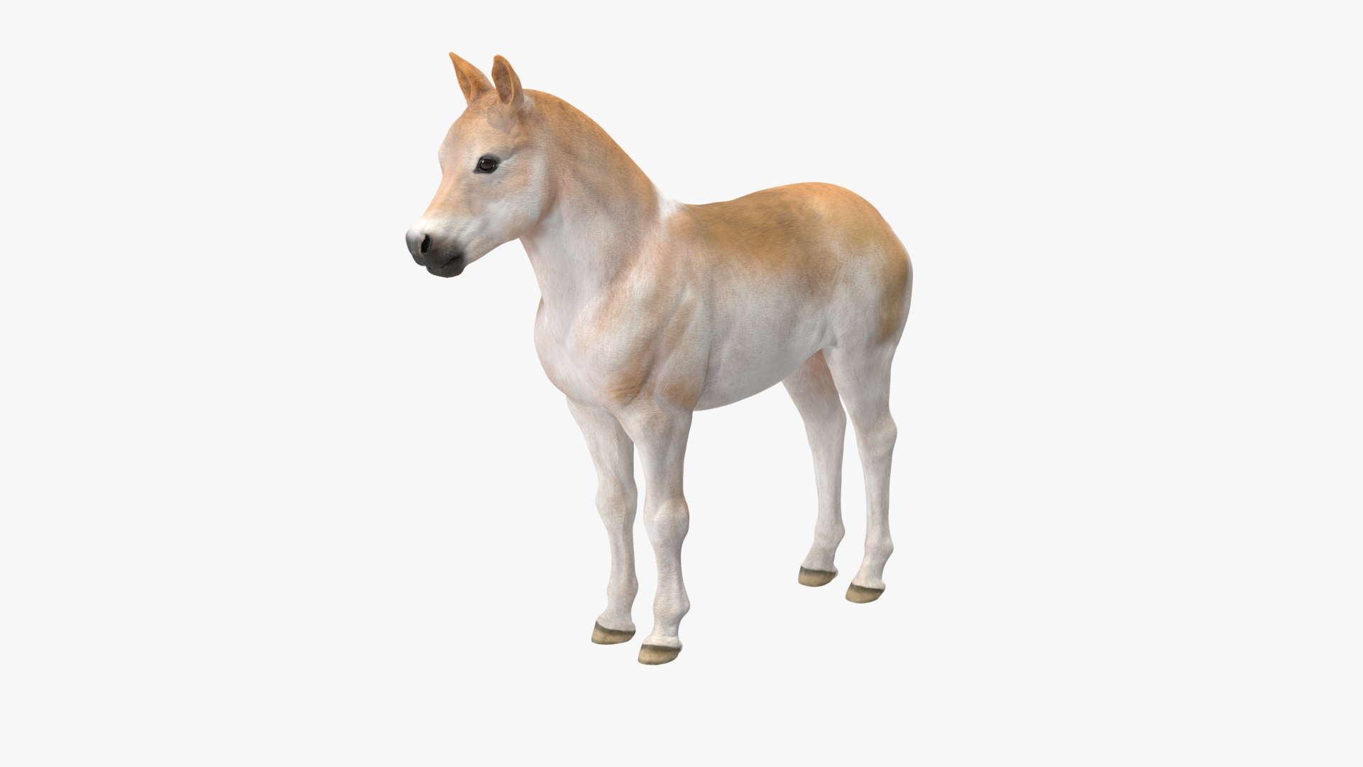 3D Realistic Shetland Pony Rigged Model - TurboSquid 2240514