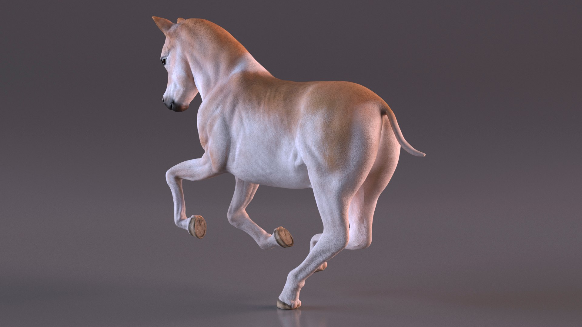 3D Realistic Shetland Pony Rigged Model - TurboSquid 2240514