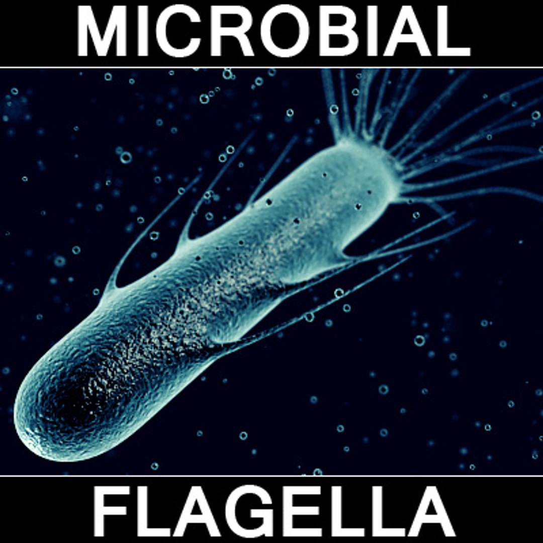 3ds Max Flagella Bacteria Cell 1