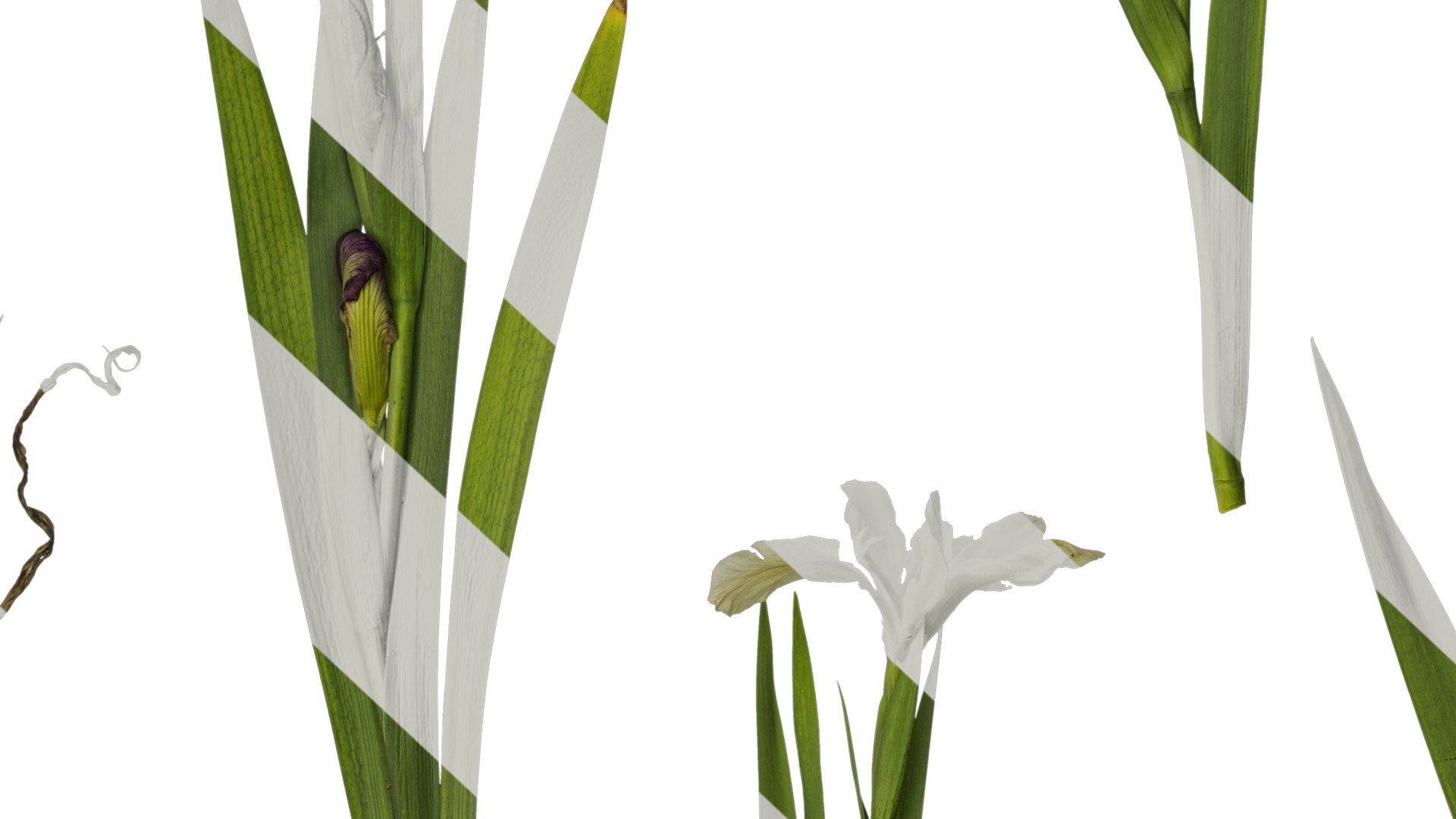 3D Anydrafts Iris Tectorum Atlas 11 Textures - TurboSquid 2356272