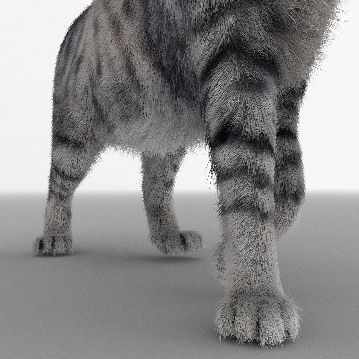 cat 3 pose 1 max
