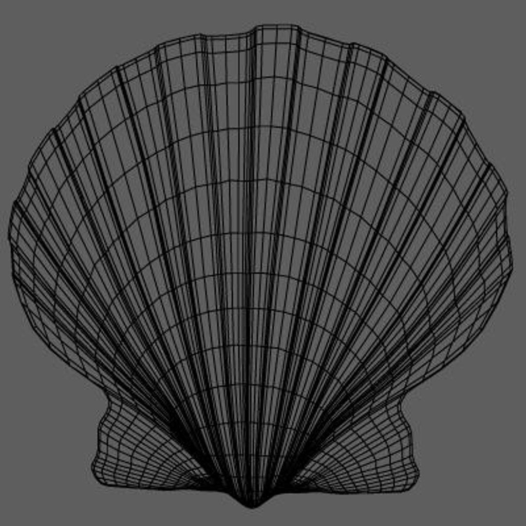 Maya Scallop Shell