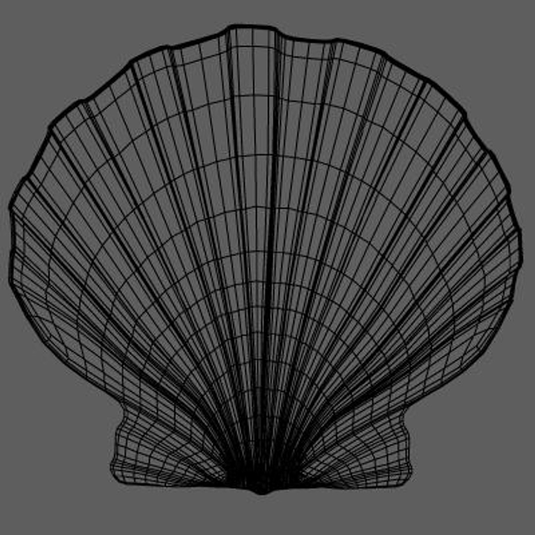 Maya Scallop Shell