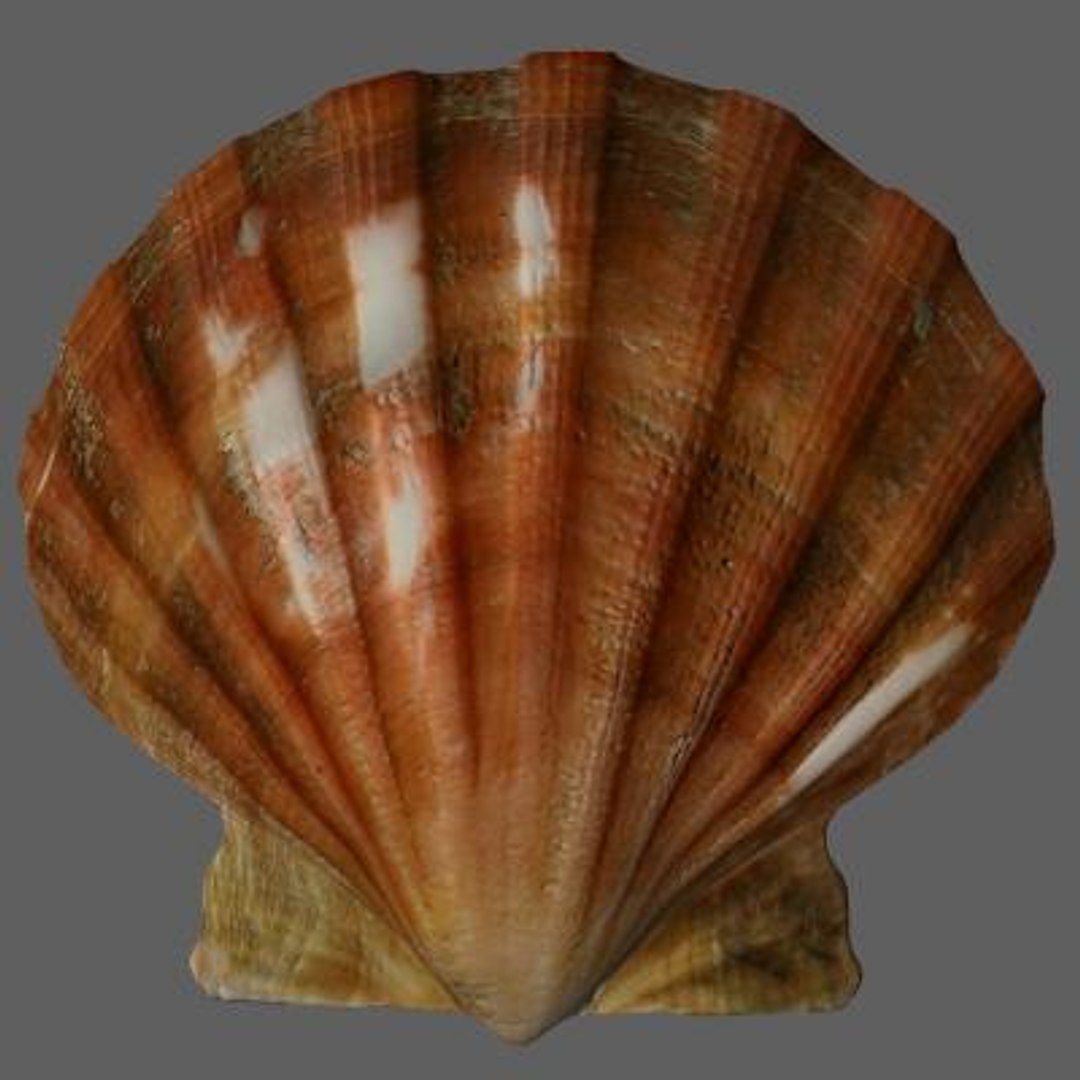 Maya Scallop Shell