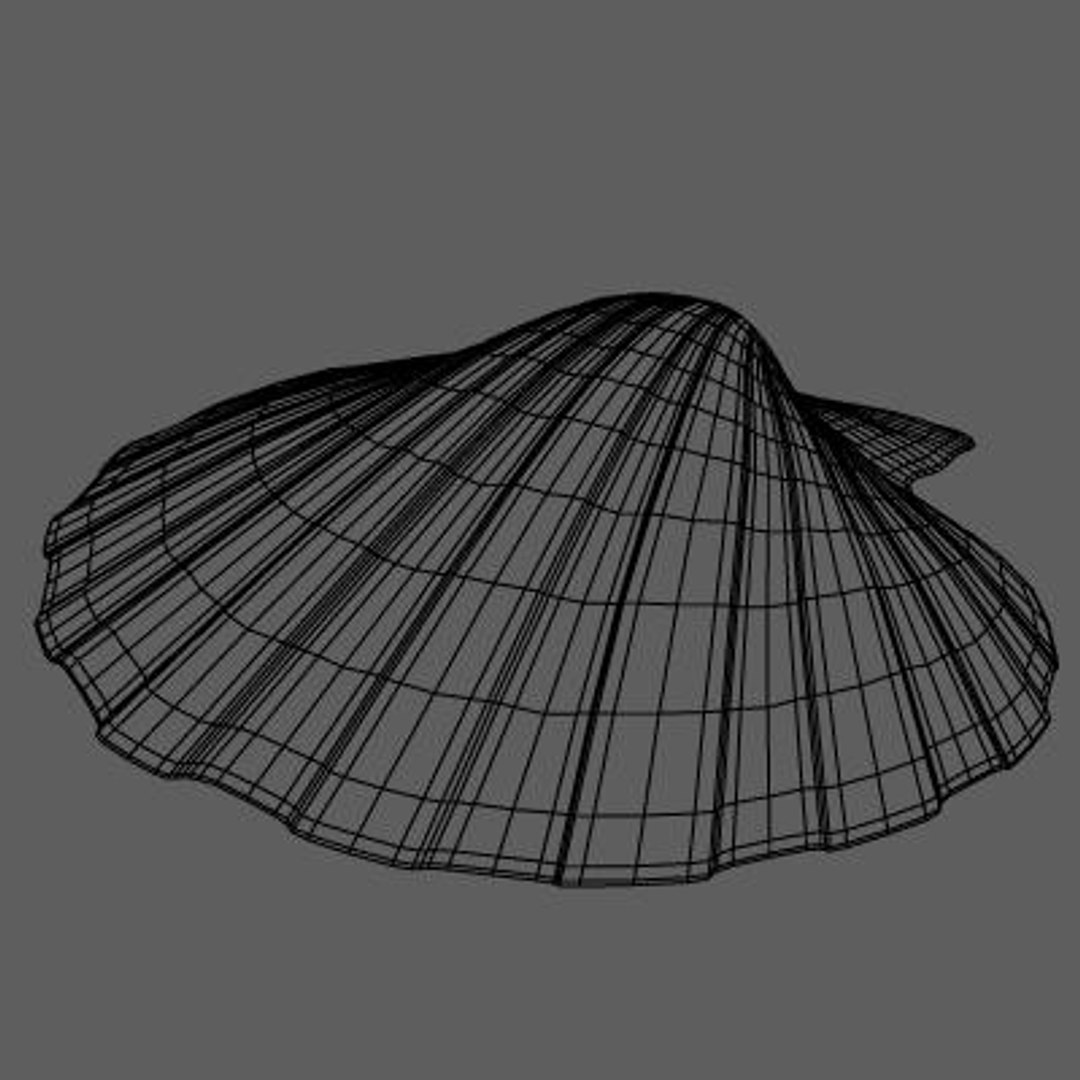 Maya Scallop Shell