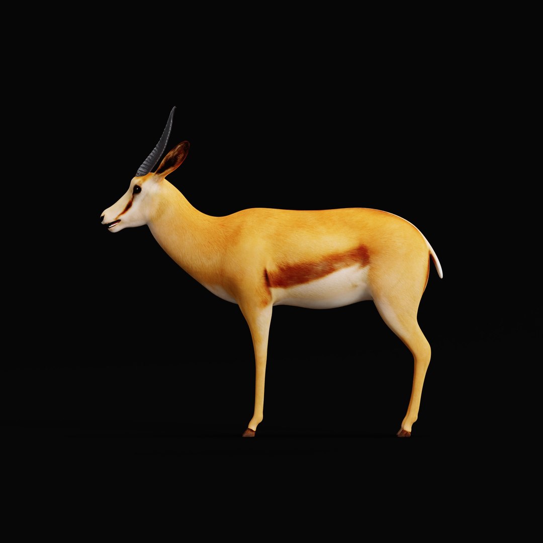 African Springbok Antelope 3D Model - TurboSquid 2516039