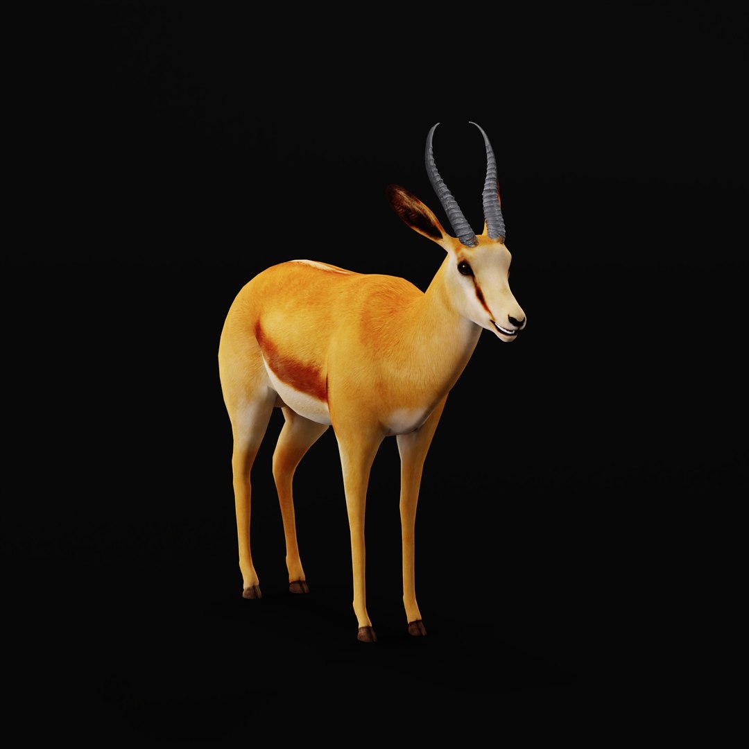 African Springbok Antelope 3D Model - TurboSquid 2516039