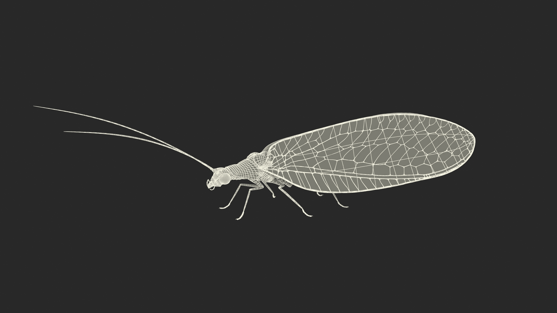 3D Green Lacewing Rigged for Maya model - TurboSquid 2183826