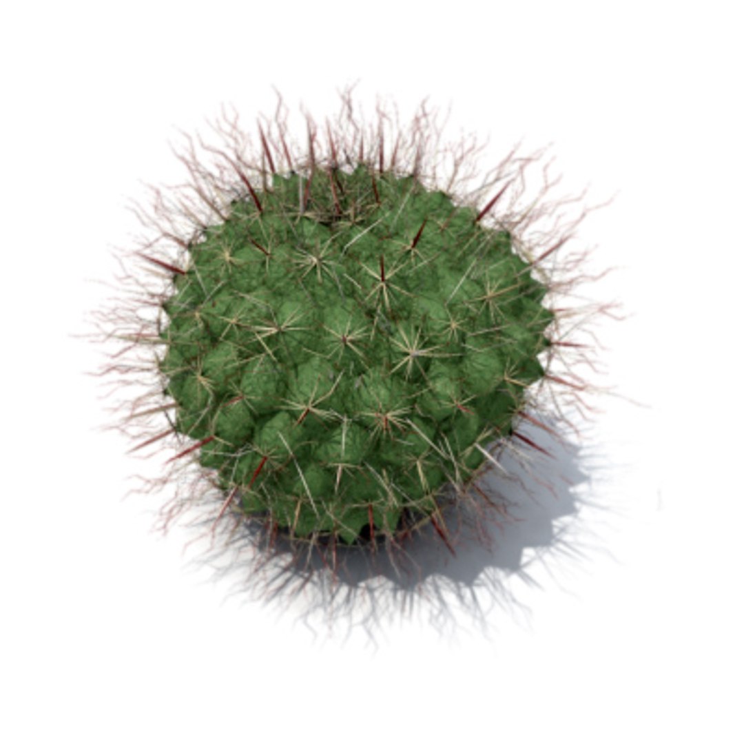 Mountain Ball Cactus Max Free