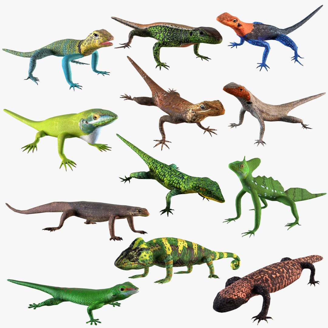 Lizards model - TurboSquid 2067693
