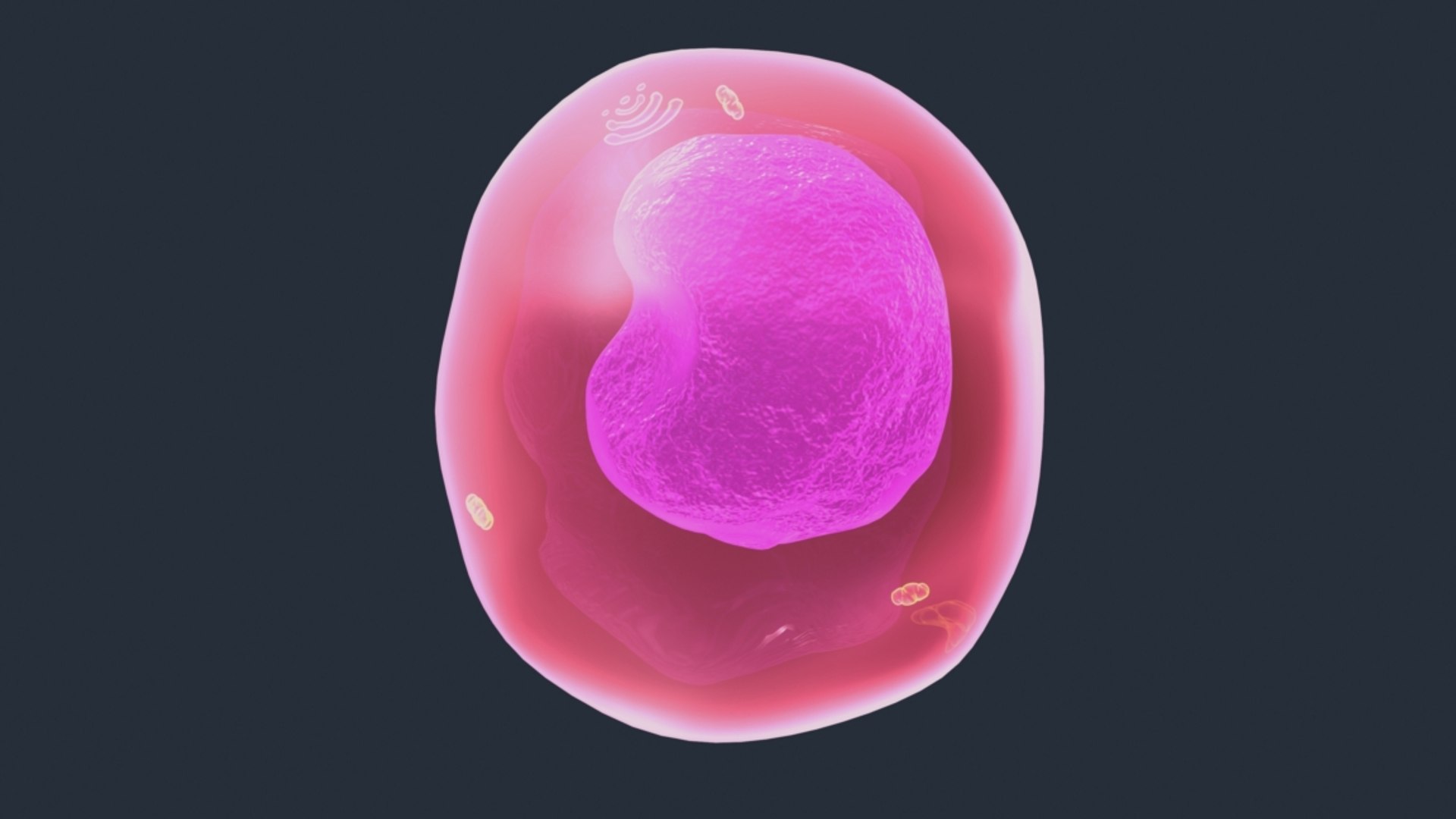 White Cell 3D Model - TurboSquid 1264383