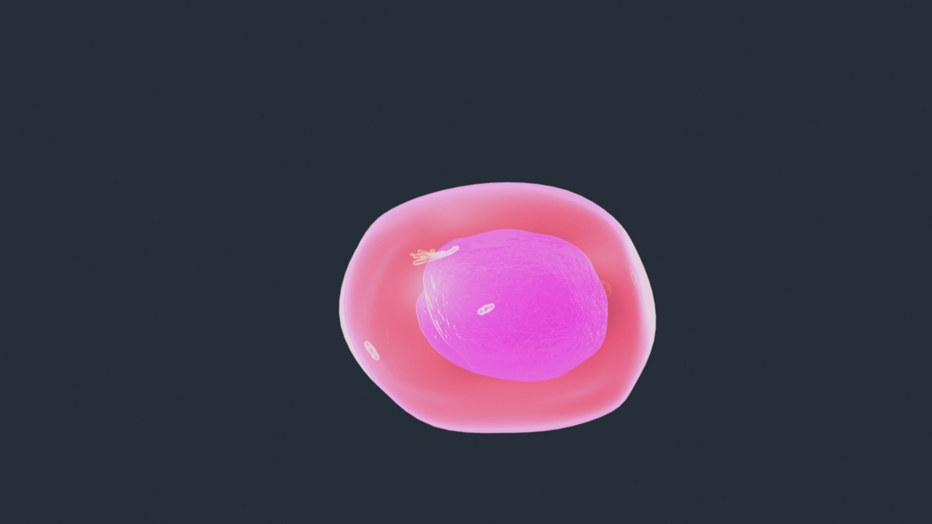 White Cell 3D Model - TurboSquid 1264383