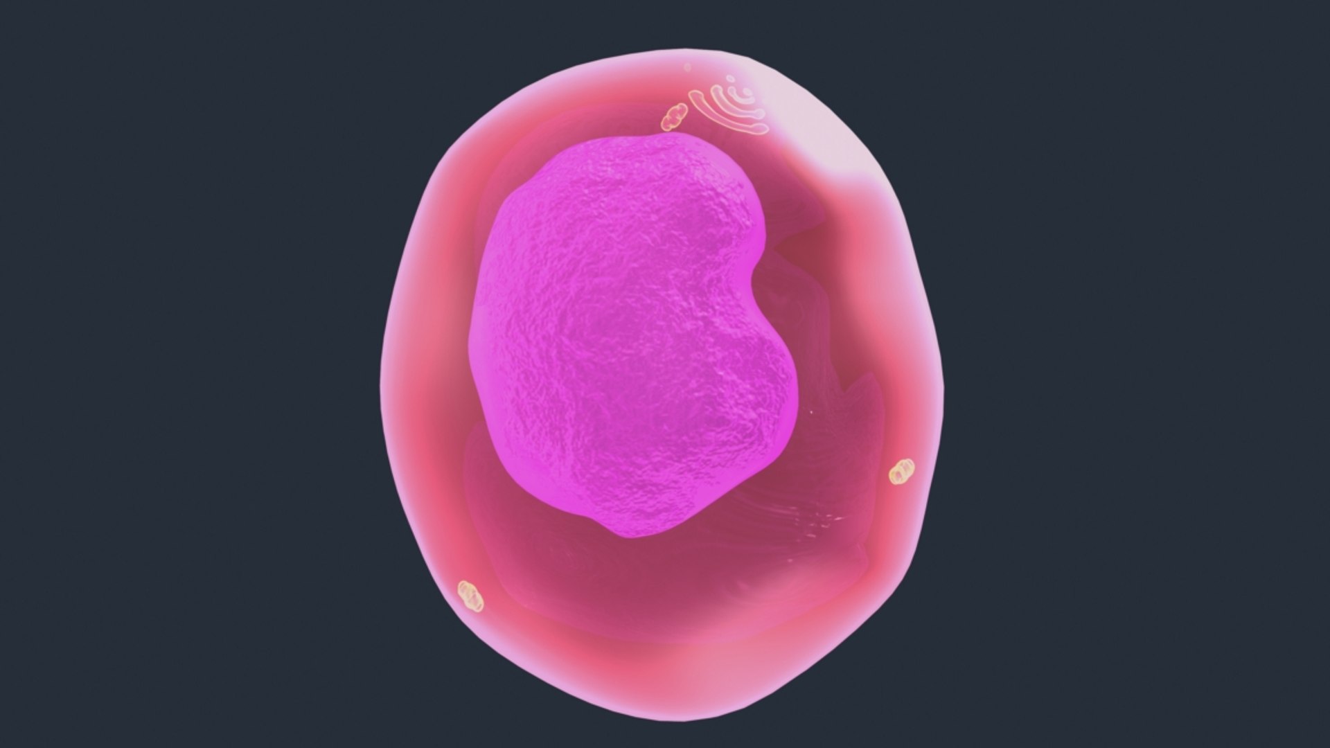 White Cell 3D Model - TurboSquid 1264383