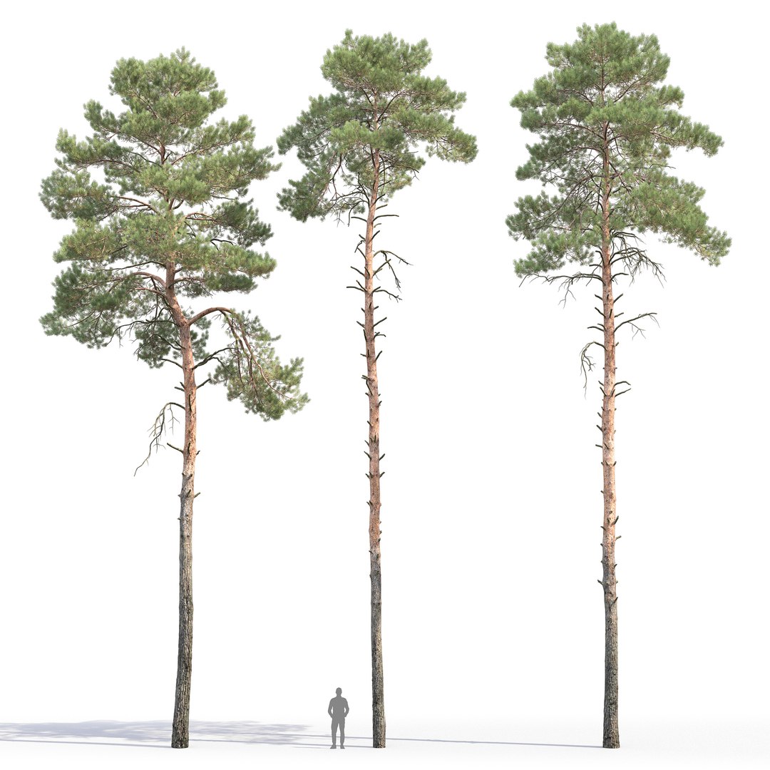 3D Model Pine Trees - TurboSquid 1705283