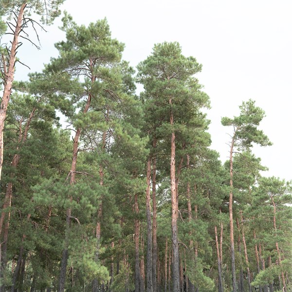 3D model pine trees - TurboSquid 1705283