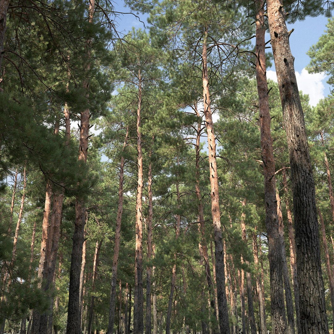 3D Model Pine Trees - TurboSquid 1705283