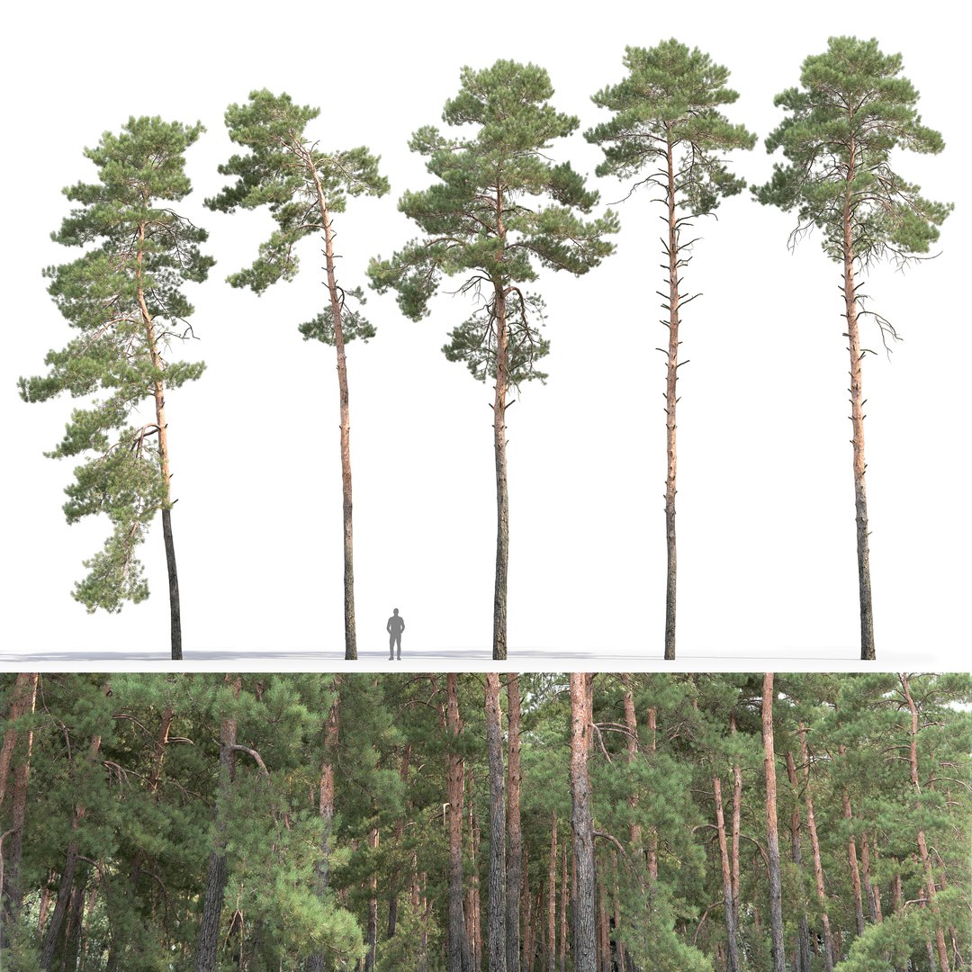 3D Model Pine Trees - TurboSquid 1705283