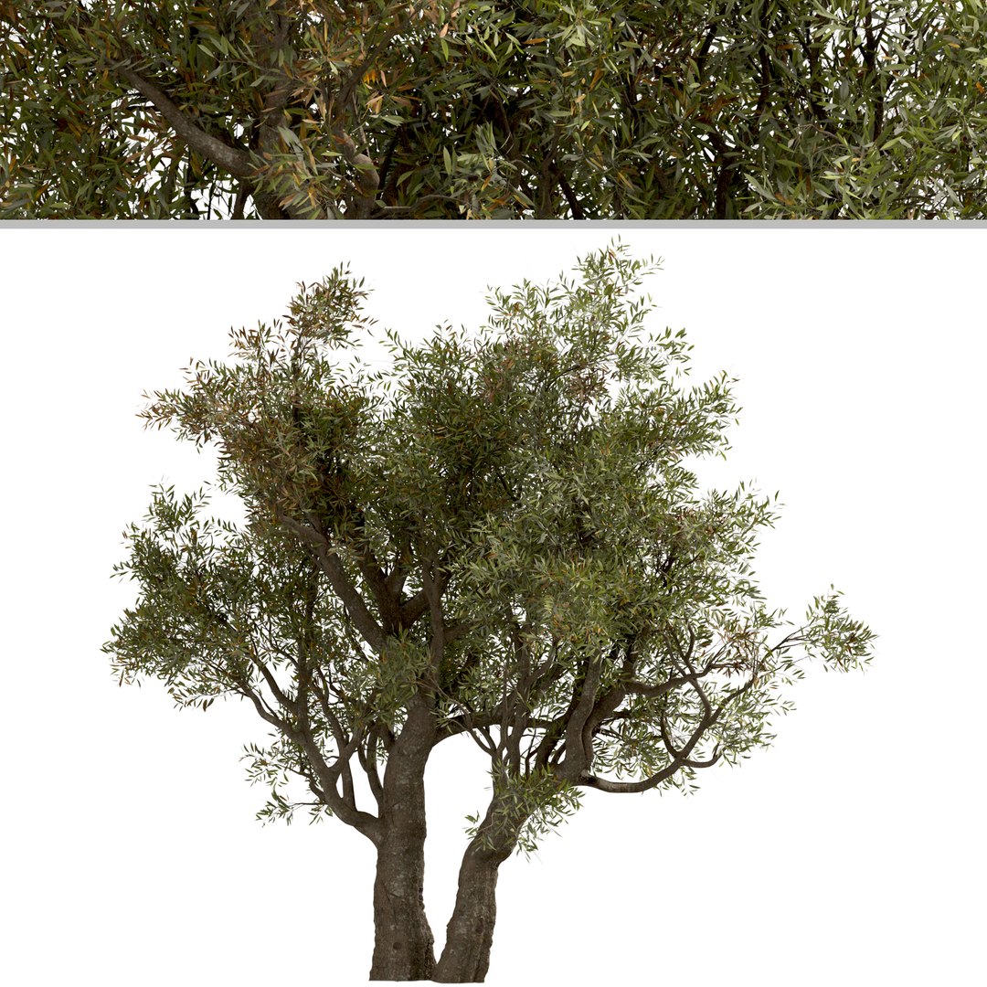 3D Set Of Olive Or Olea Europaea Tree - 2 Tree - TurboSquid 1998290