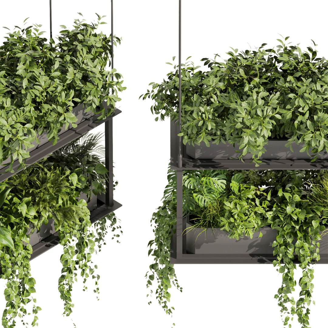 3D Collection Plant Vol 470 - Hanging - Palm - Pothos - Ampelous ...