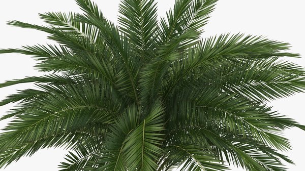 modelo 3d Palma datilera de plata - TurboSquid 1485665