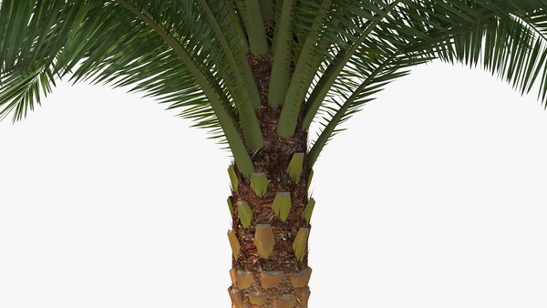 modelo 3d Palma datilera de plata - TurboSquid 1485665