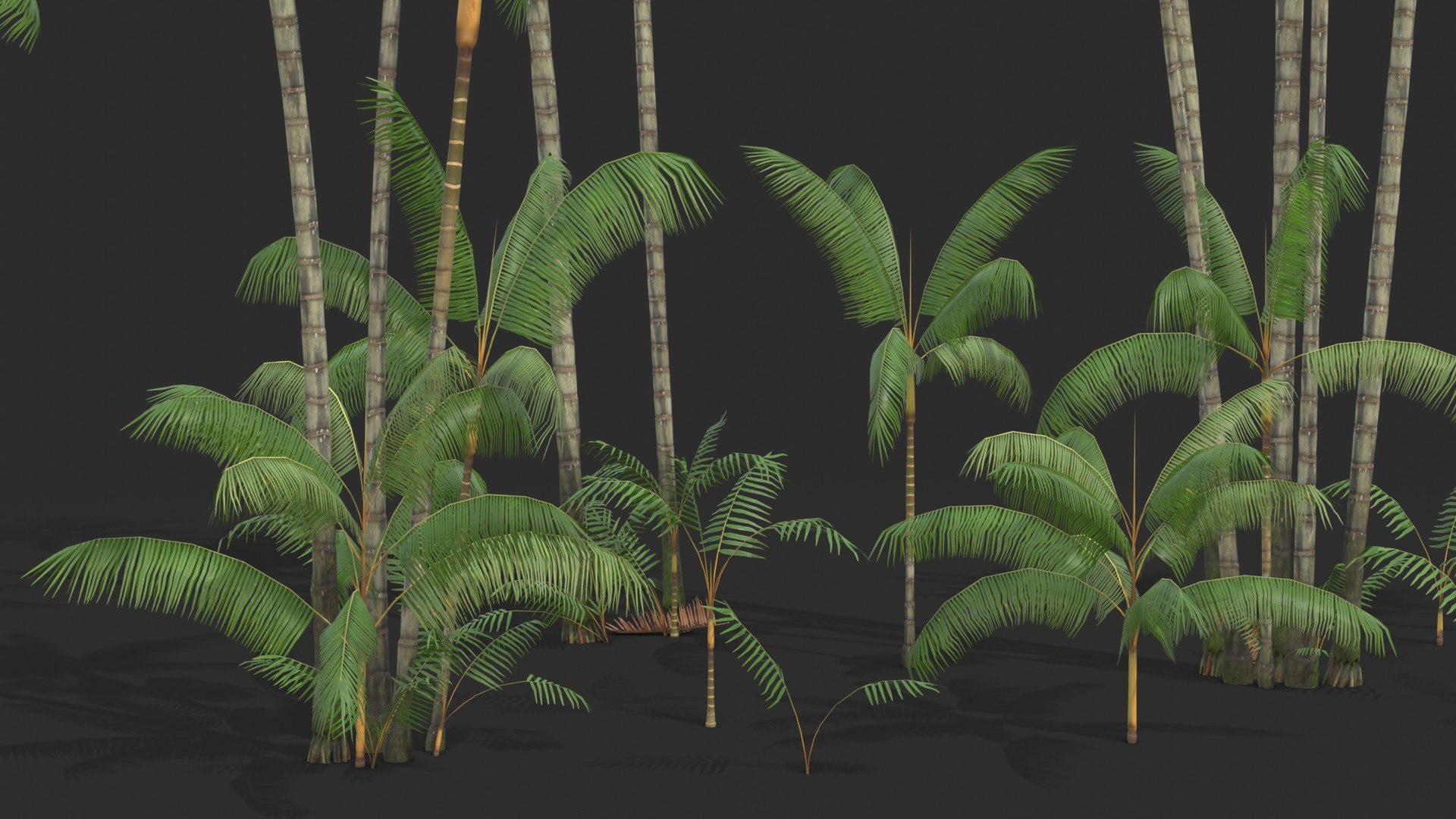 3D Modular Assai Palm Trees - Euterpe Oleracea Model - TurboSquid 2245071
