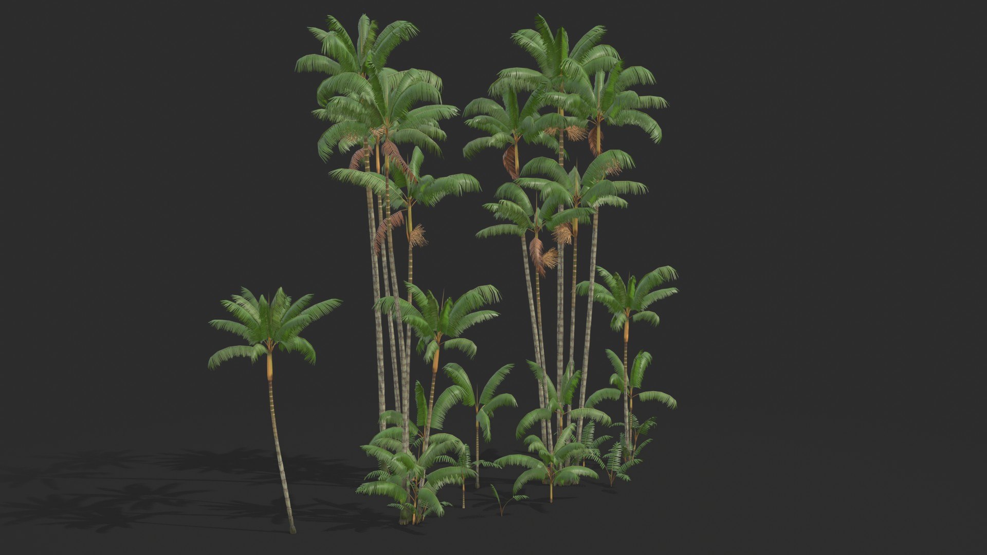 3D Modular Assai Palm Trees - Euterpe Oleracea Model - TurboSquid 2245071