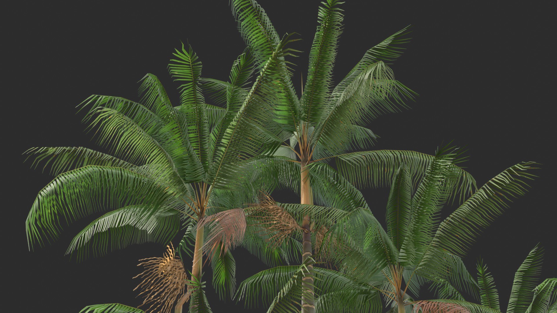 3D Modular Assai Palm Trees - Euterpe Oleracea Model - TurboSquid 2245071
