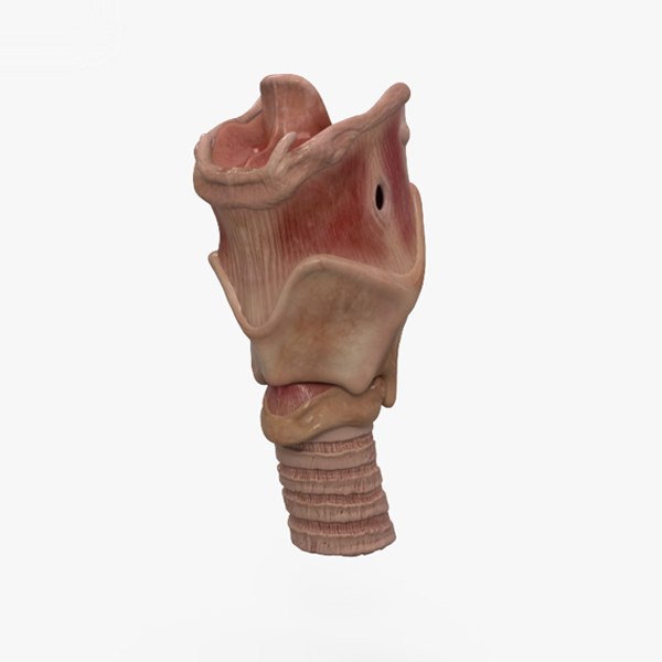 human larynx animation 3d model