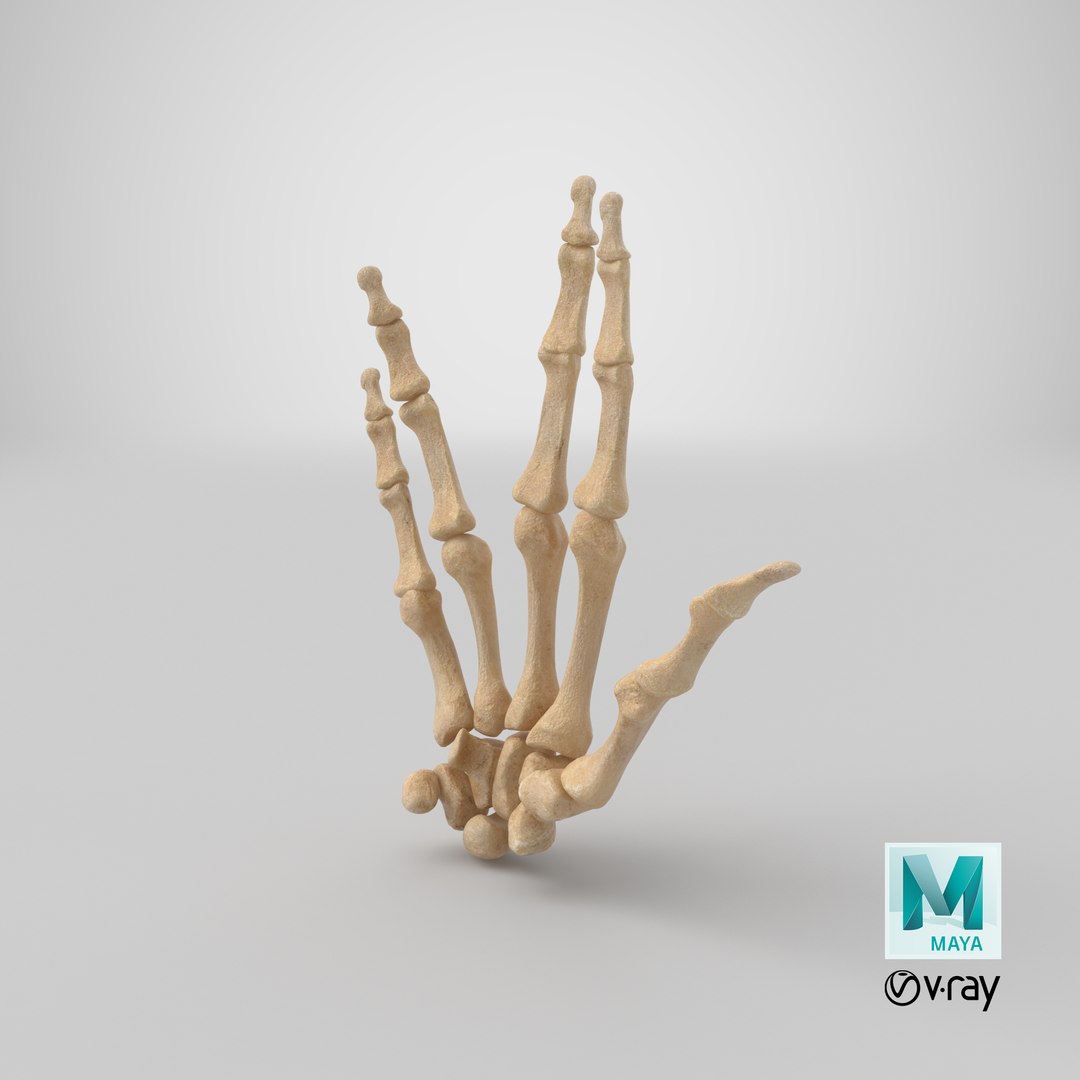 3D model real human hand bones - TurboSquid 1614328