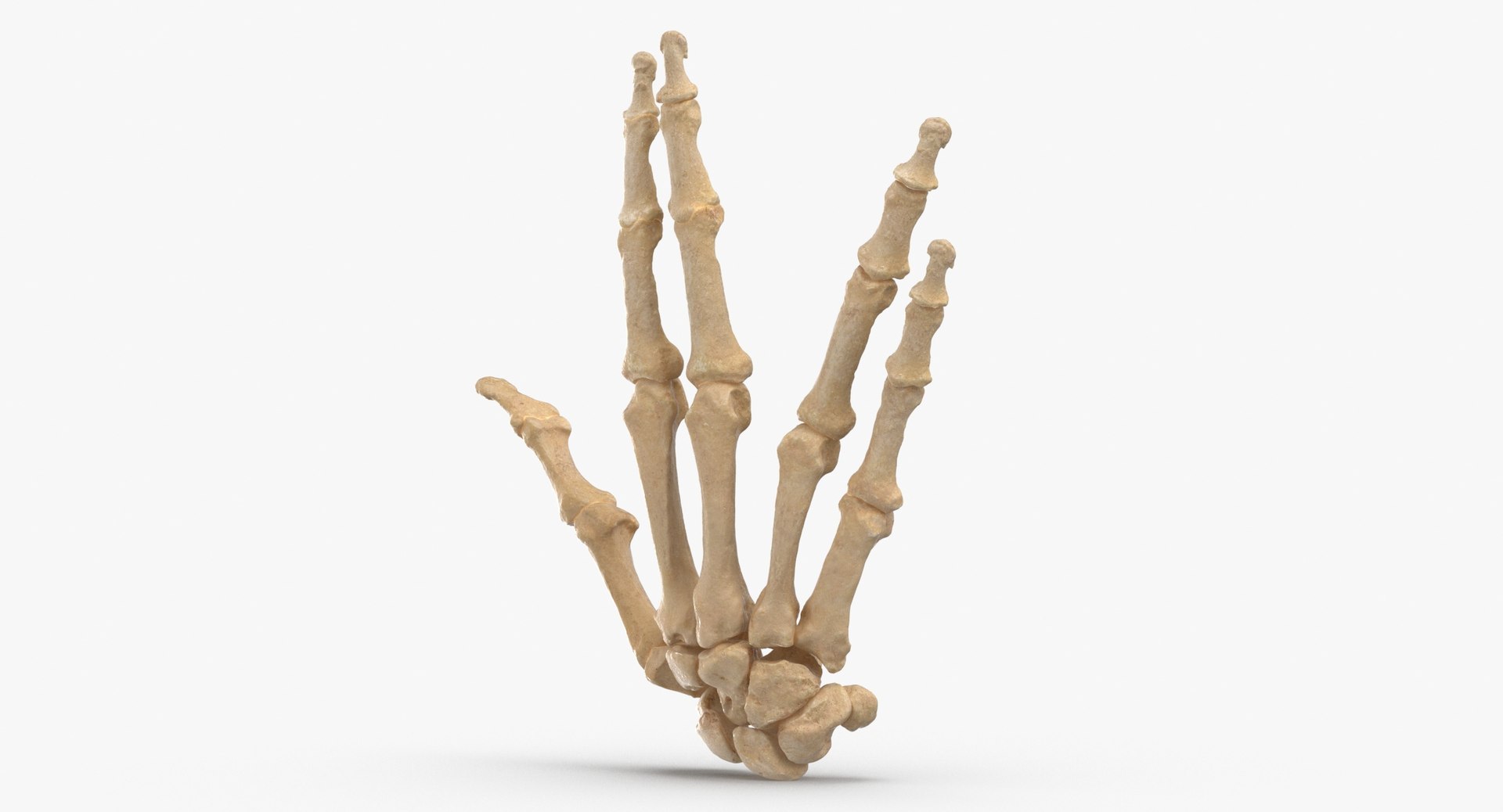 3D model real human hand bones - TurboSquid 1614328