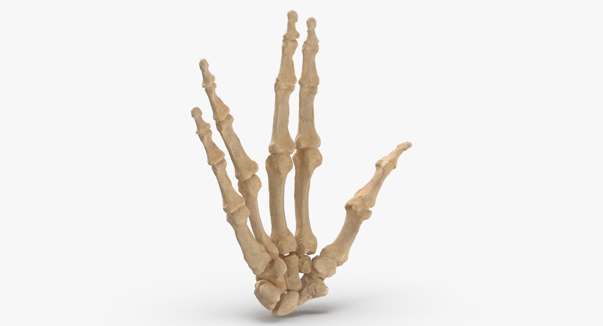 3D model real human hand bones - TurboSquid 1614328
