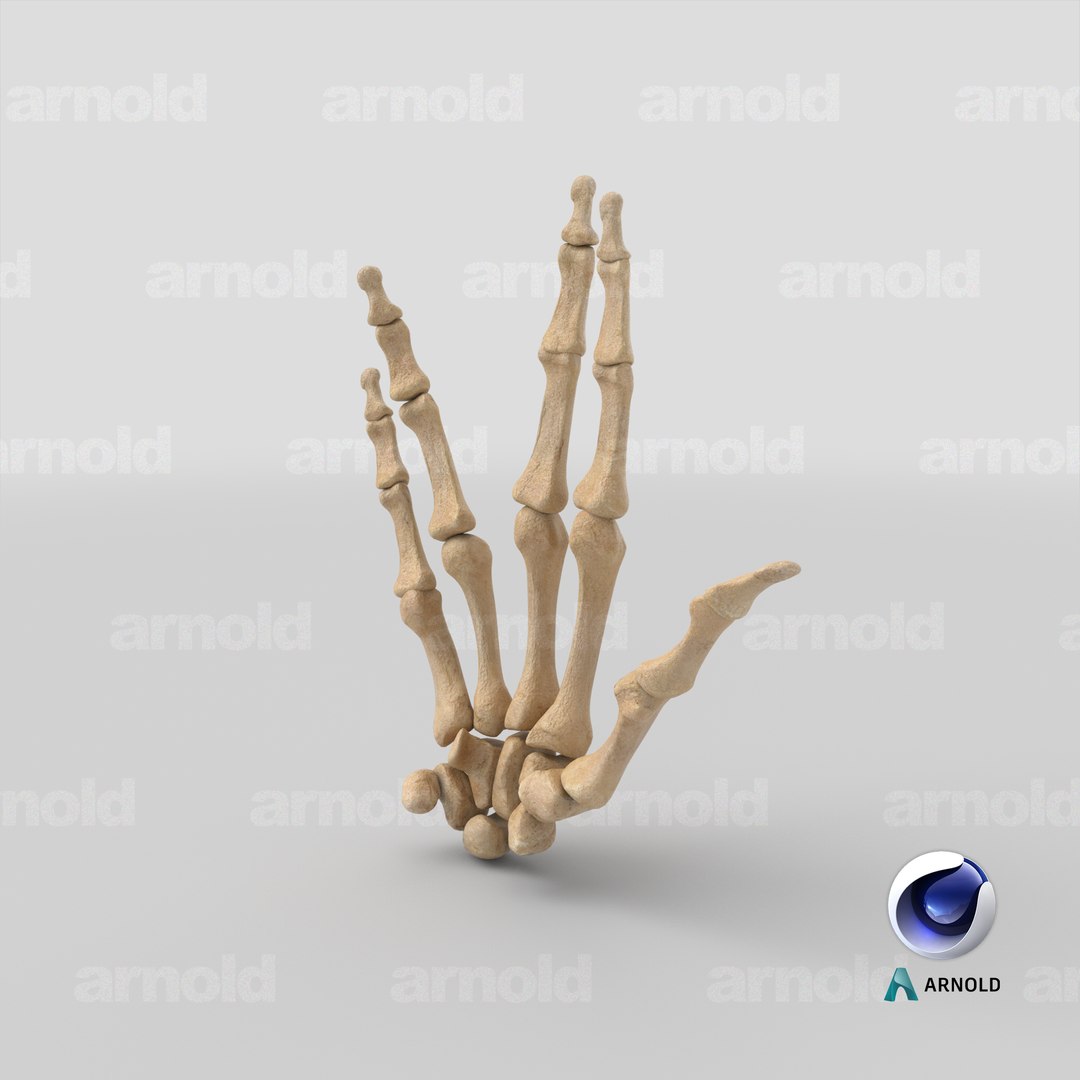 3D model real human hand bones - TurboSquid 1614328