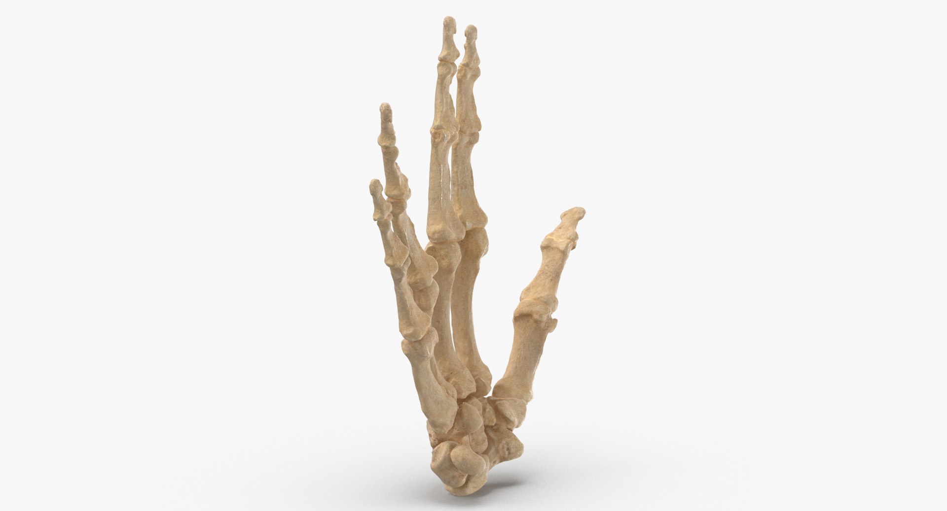 3D model real human hand bones - TurboSquid 1614328