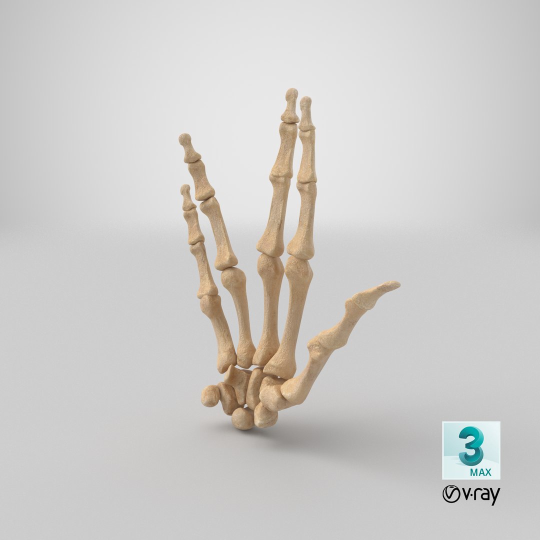 3D model real human hand bones - TurboSquid 1614328