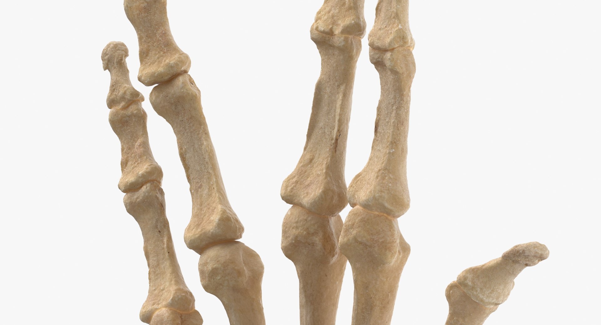 3D model real human hand bones - TurboSquid 1614328