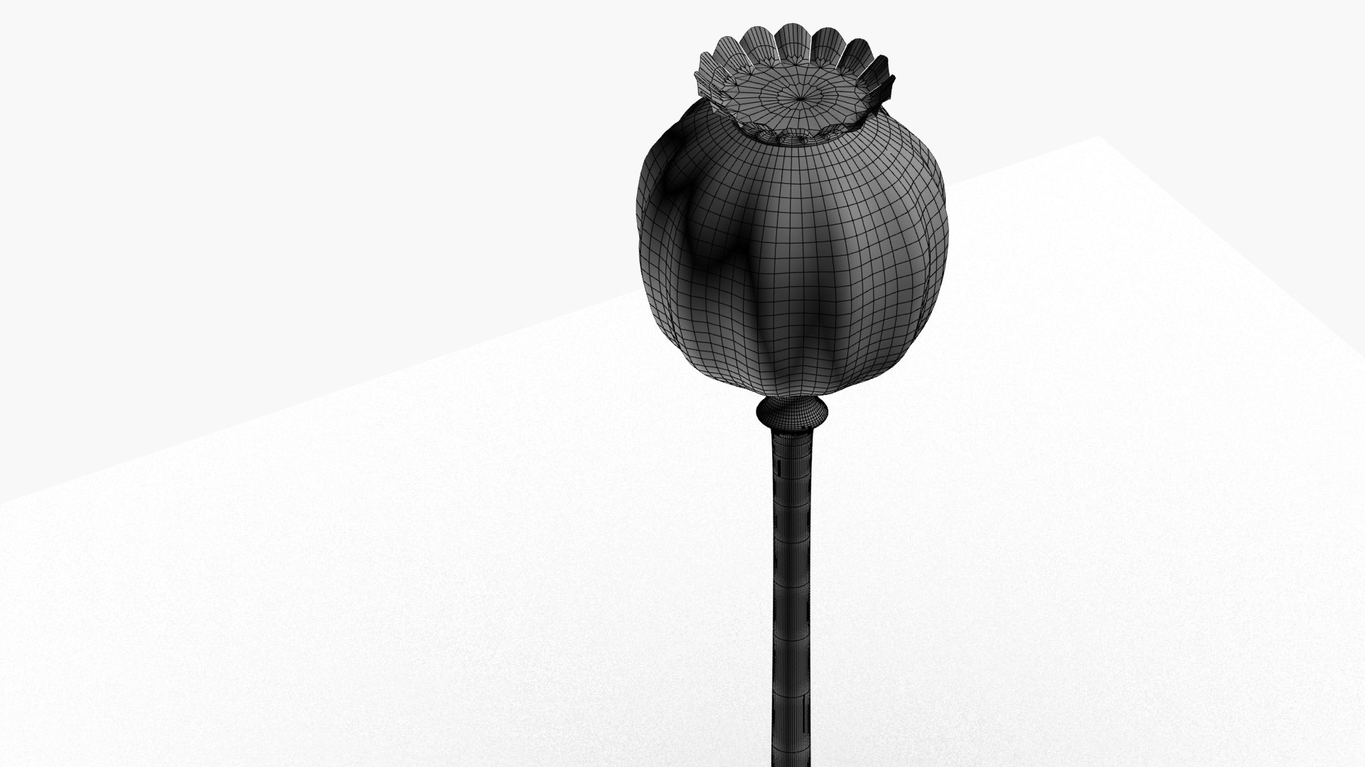 Dried Opium Poppy 3D Model - TurboSquid 2057561