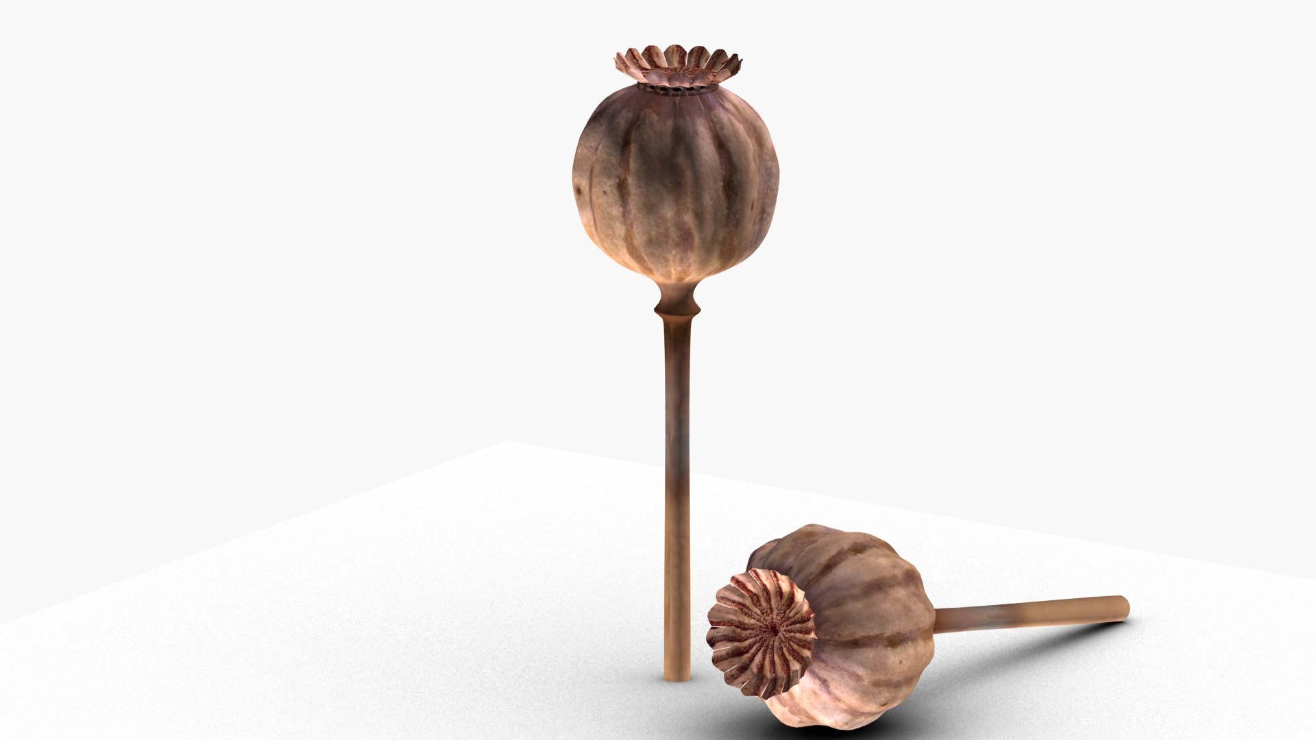 Dried Opium Poppy 3D Model - TurboSquid 2057561