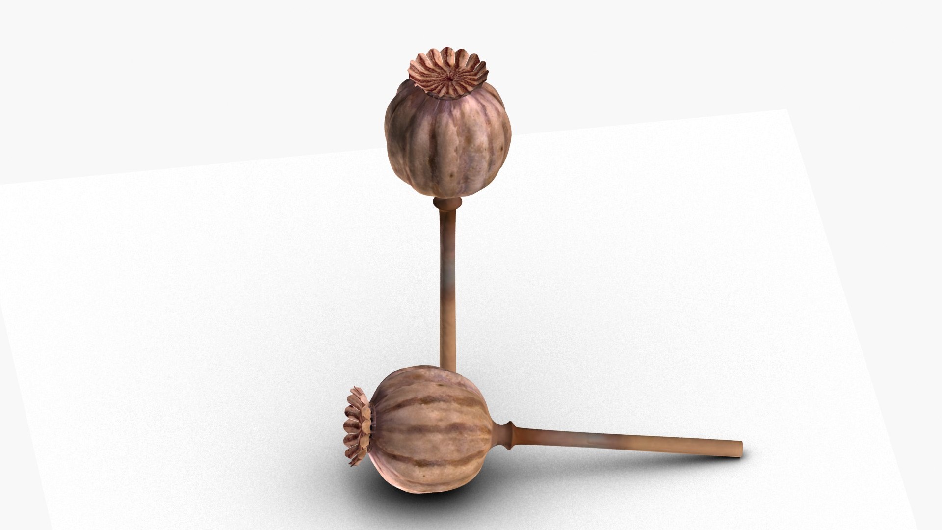 Dried Opium Poppy 3D Model - TurboSquid 2057561