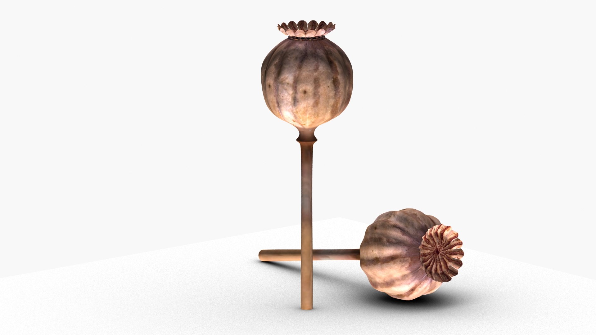 Dried Opium Poppy 3D Model - TurboSquid 2057561