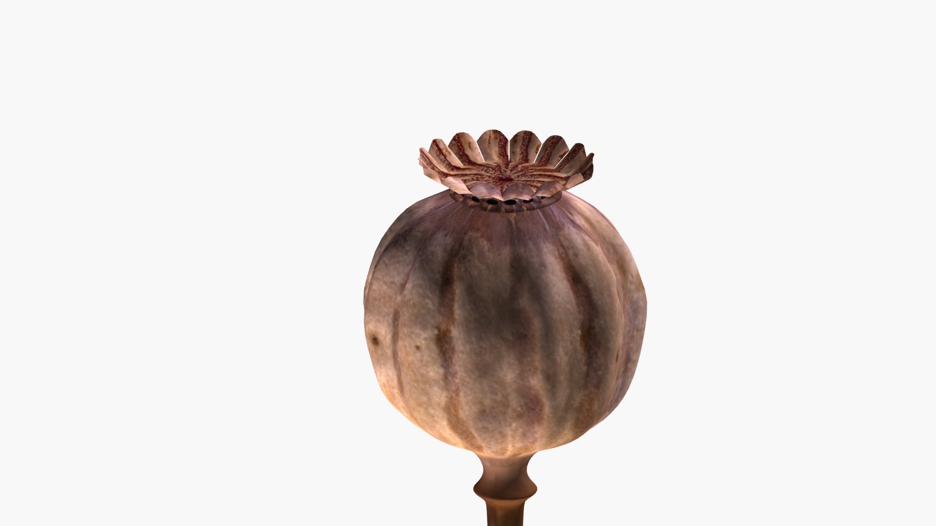 Dried Opium Poppy 3D Model - TurboSquid 2057561