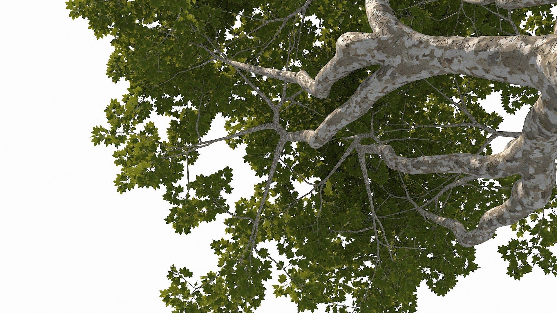 WindAnimated Firmiana Simplex 3D Model - TurboSquid 2025901