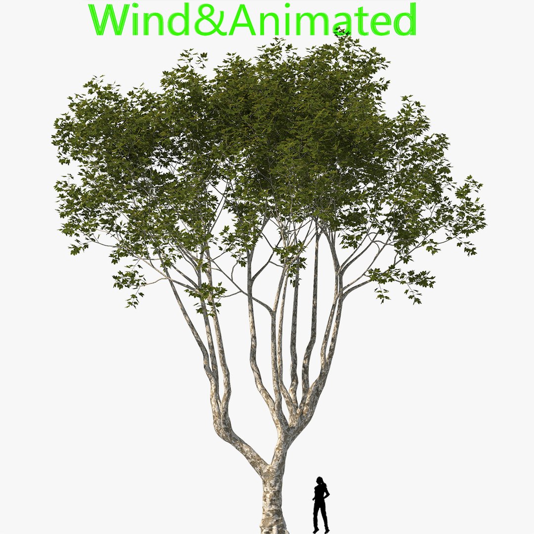 WindAnimated Firmiana Simplex 3D Model - TurboSquid 2025901
