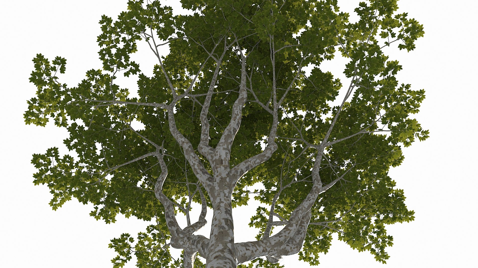 WindAnimated Firmiana Simplex 3D Model - TurboSquid 2025901