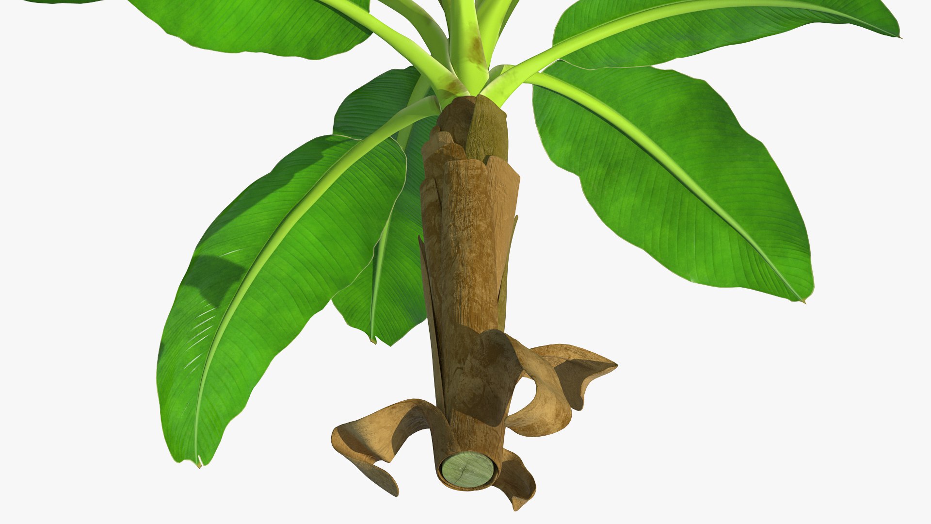 Banana trees 3D - TurboSquid 1594862
