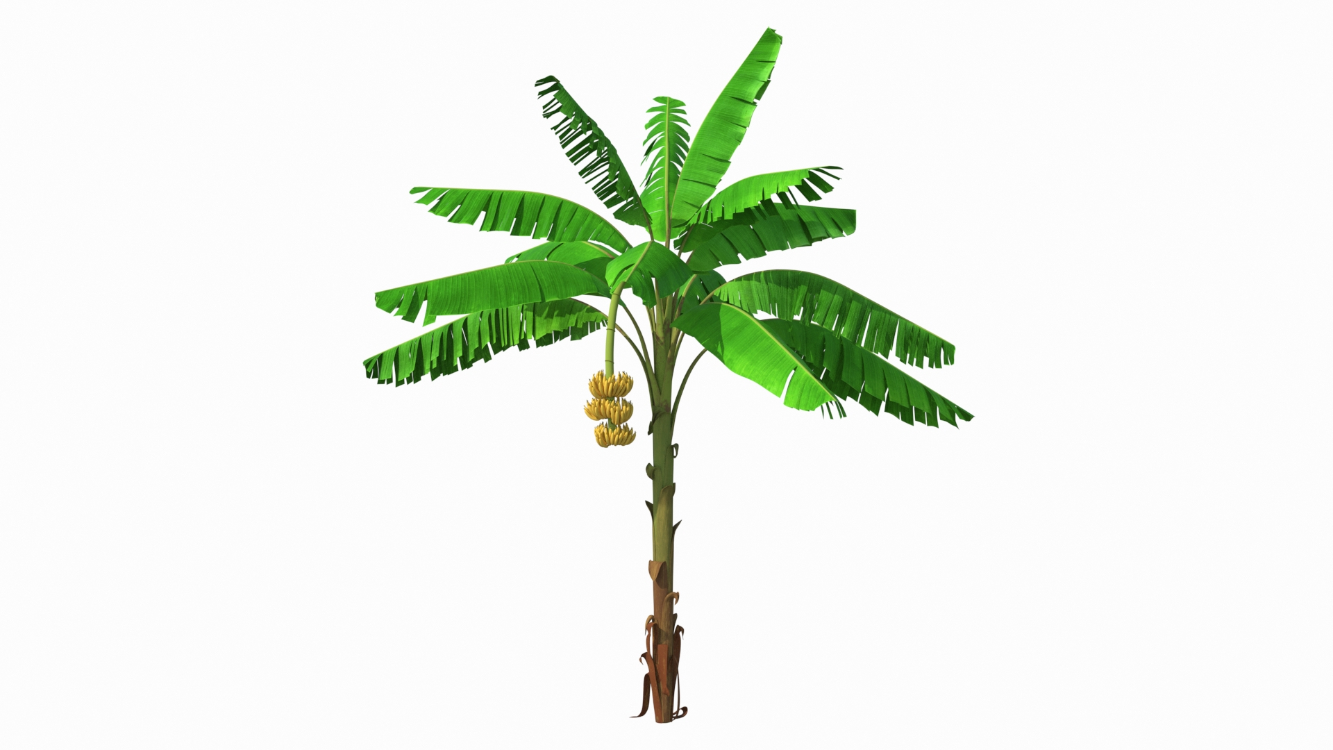 Banana Trees 3D - TurboSquid 1594862